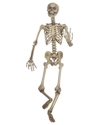 5 Ft Poseable Skeleton - Spirithalloween.com