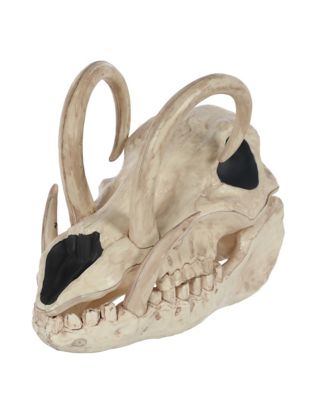 Boar Skull